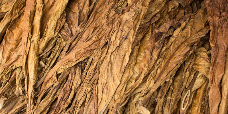 Les Avantages à Acheter des Feuilles de Tabac – FTR