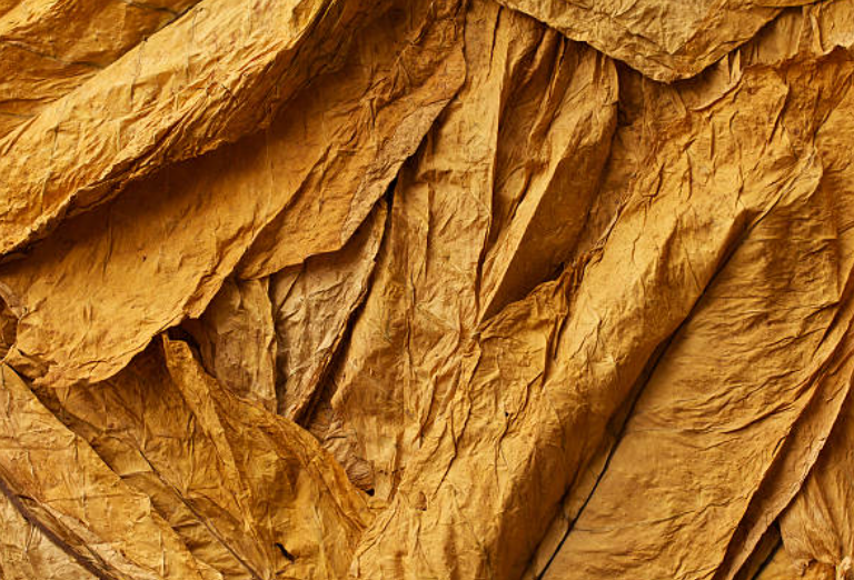 Comment faire du tabac maison à partir de feuilles de tabac brut ? – FTR